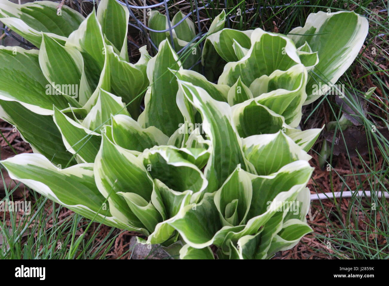 Close up of Hostas plant Stock Photo - Alamy