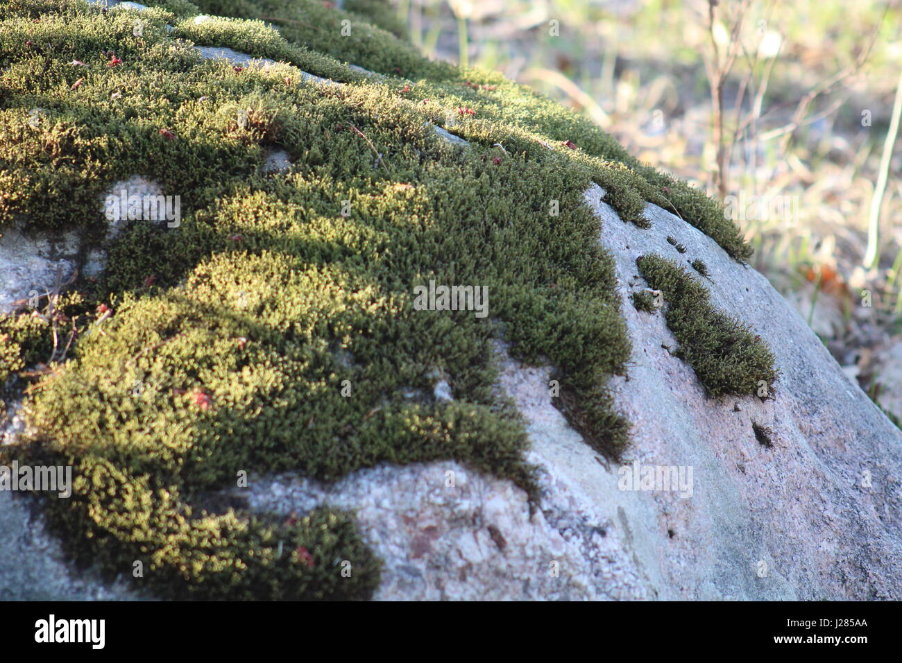 Moss on the rock hi-res stock photography and images - Alamy