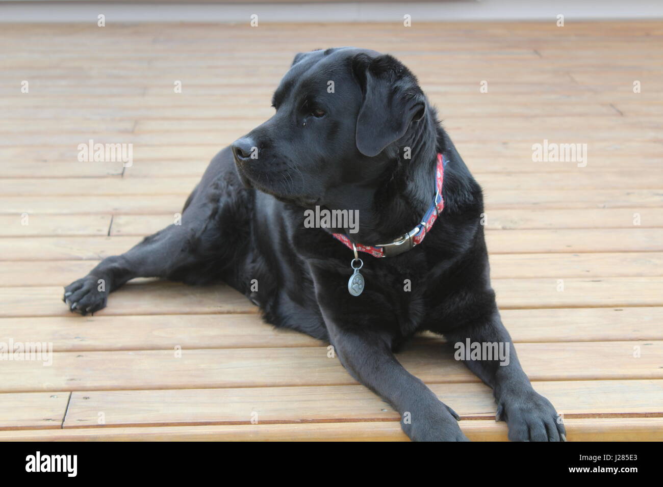 Side profile of black lab hi-res stock photography and images - Alamy