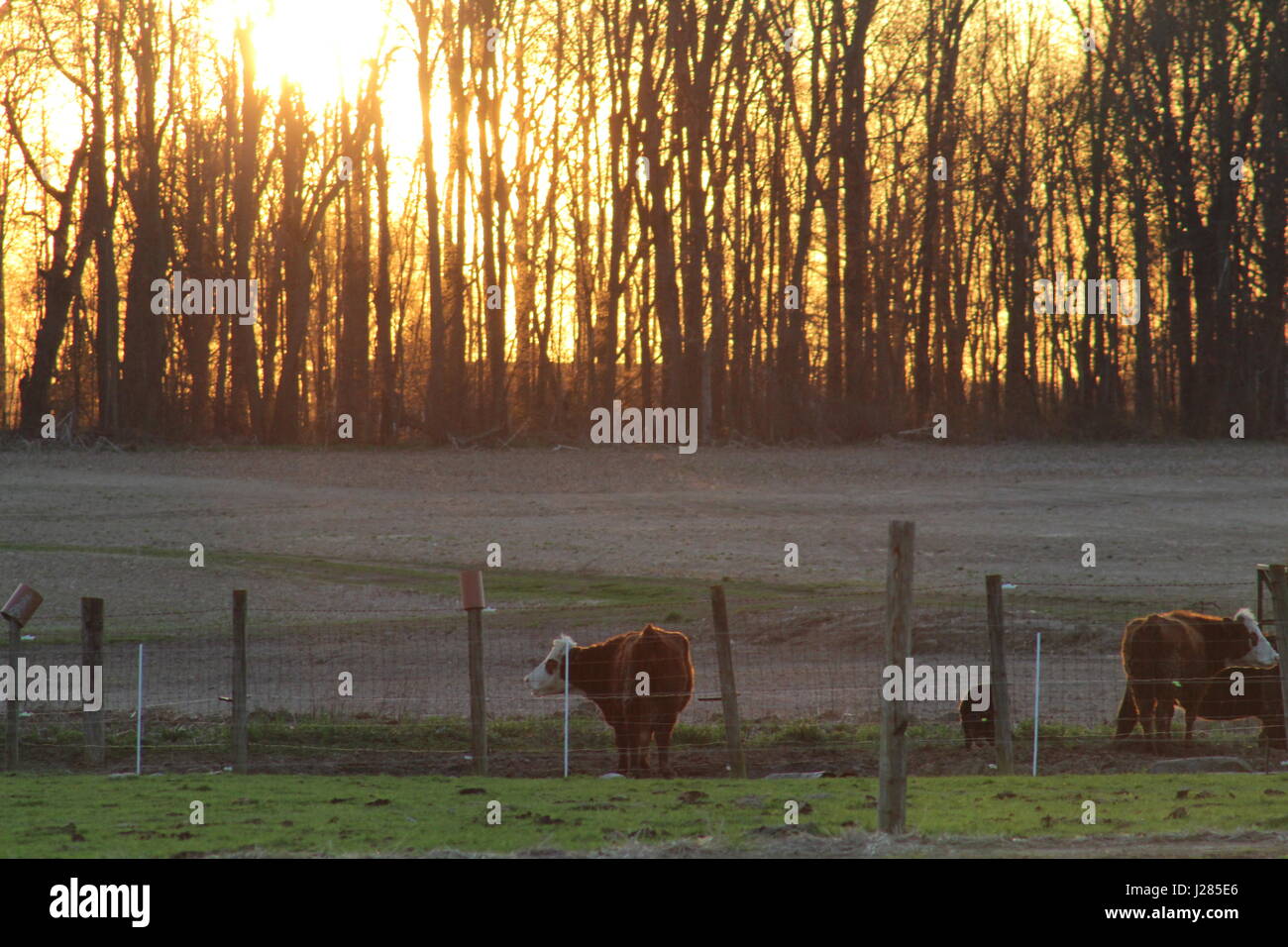 Cow in Sunset Stock Photo - Alamy