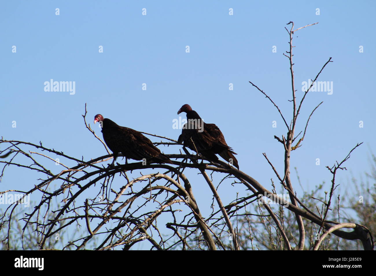 Turkey buzzards hi-res stock photography and images - Alamy