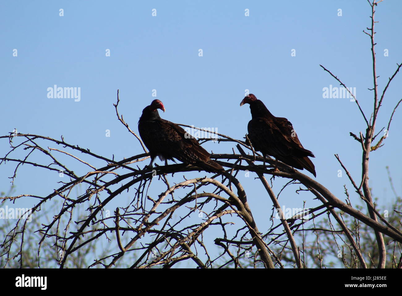 Buzzards tree hi-res stock photography and images - Alamy