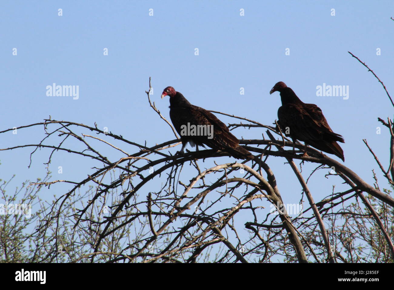 Buzzards tree hi-res stock photography and images - Alamy