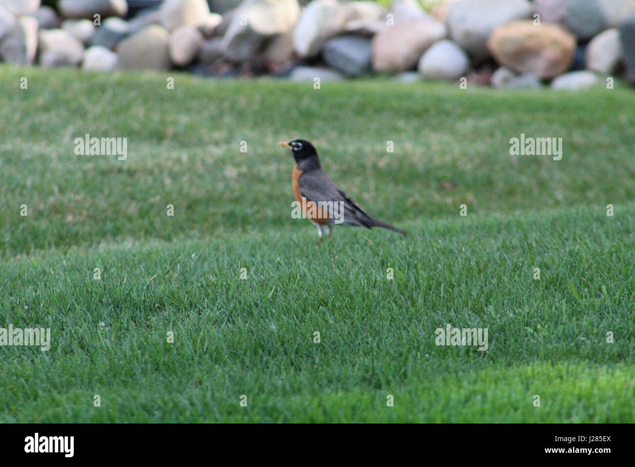 Close up of robin on grass hi-res stock photography and images - Alamy