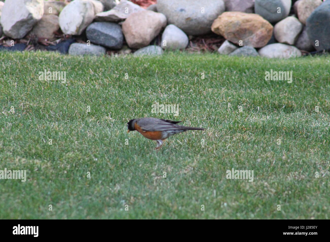 Robin on Grass Stock Photo - Alamy
