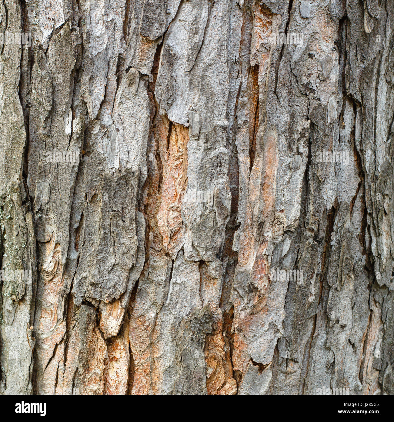 Bark of old deciduous tree. Natural background. Texture Stock Photo - Alamy