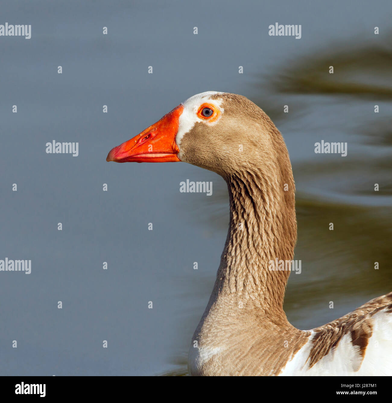 Chinese Geese Stock Photos & Chinese Geese Stock Images - Alamy