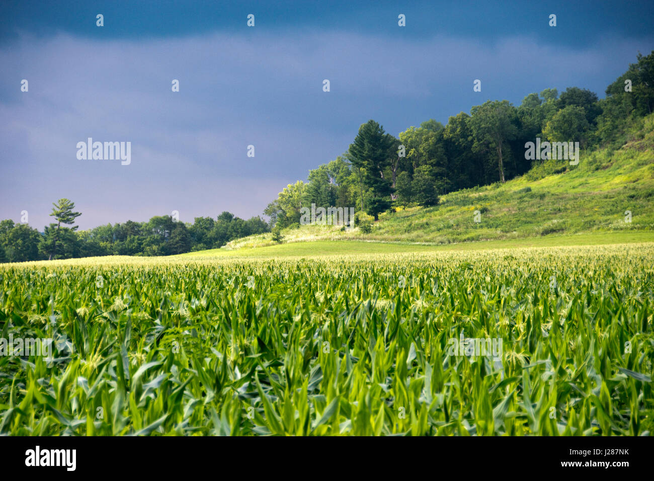 Gray storm clouds gather over a corn field near Taliesin, the estate of ...