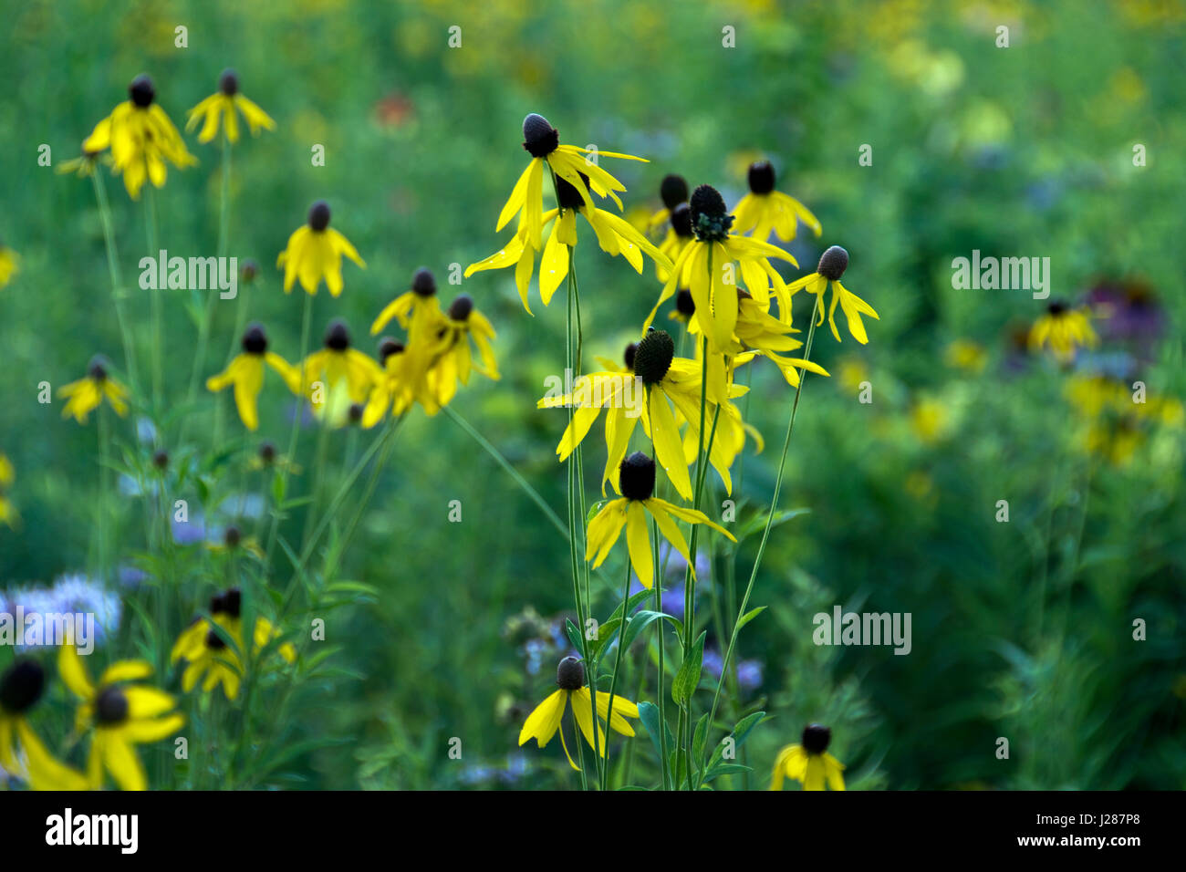 Prairie Coneflowers grow in the Huffman Prairie State Natural Landmark ...