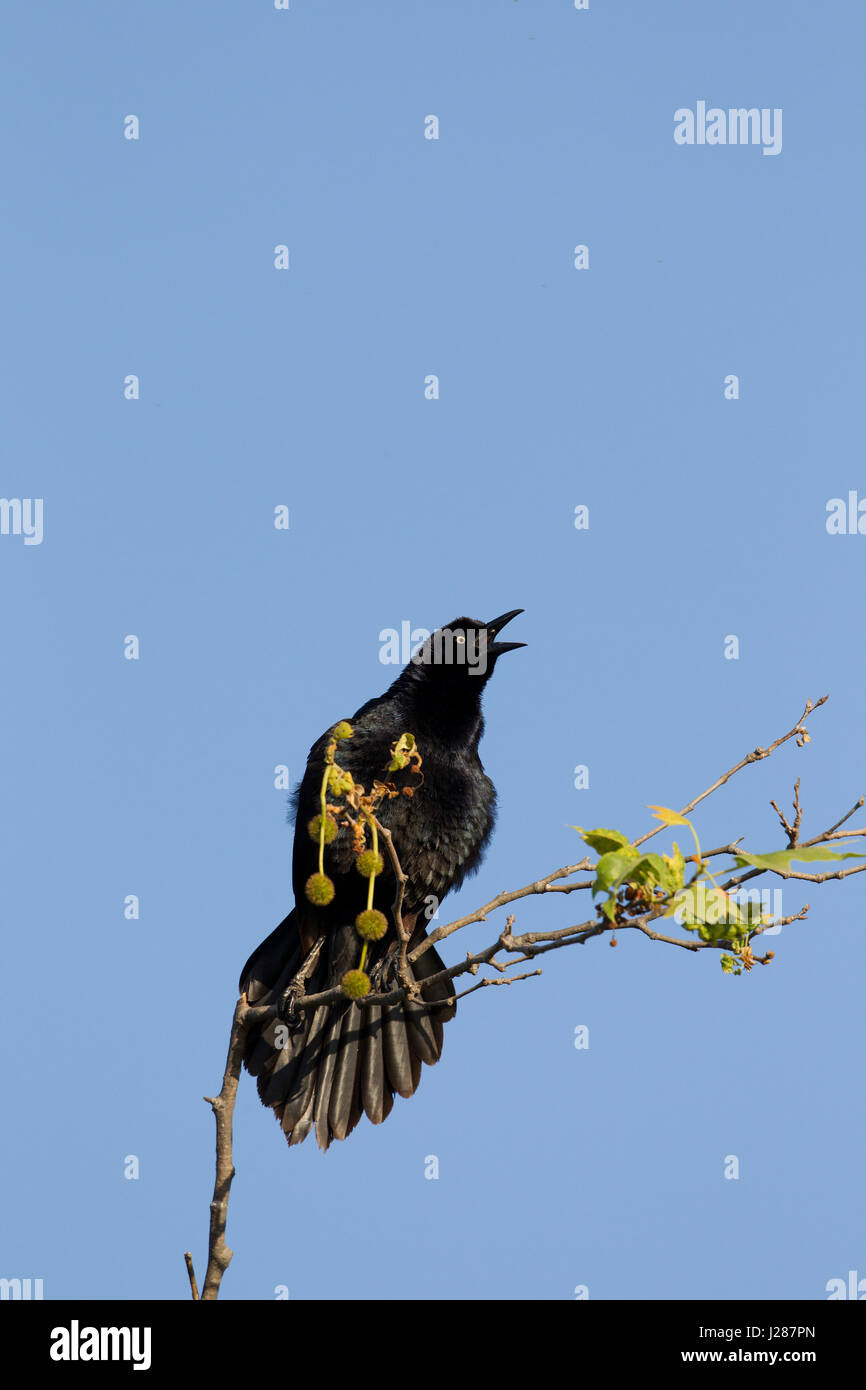 Great tailed Grackle Singing Stock Photo - Alamy