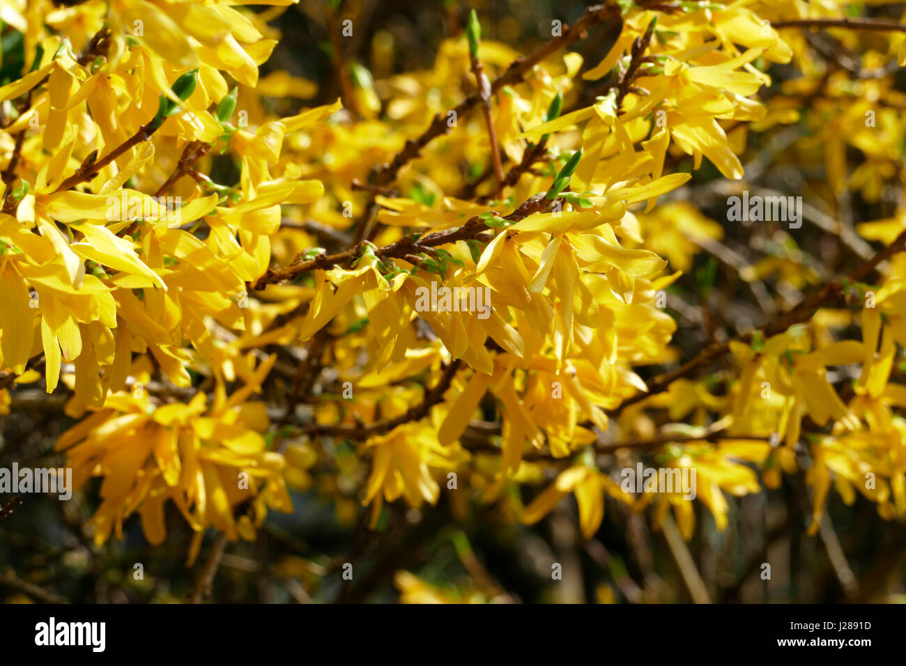 Forsythia bushes flowering in spring (Suzanne's vegetable garden, Le ...