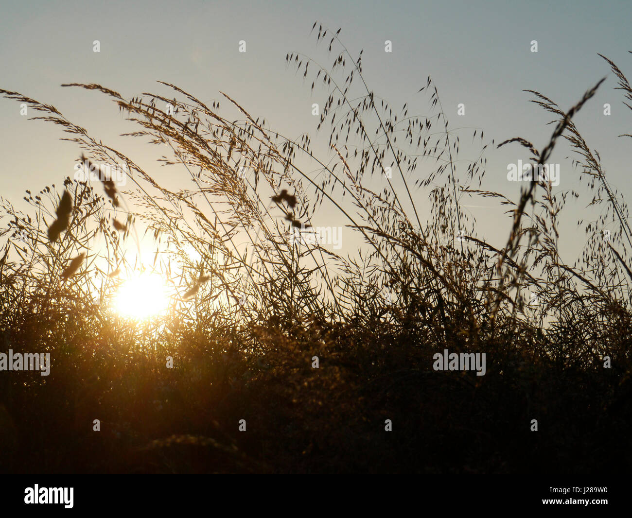 Grass in backlight at sunset Stock Photo - Alamy