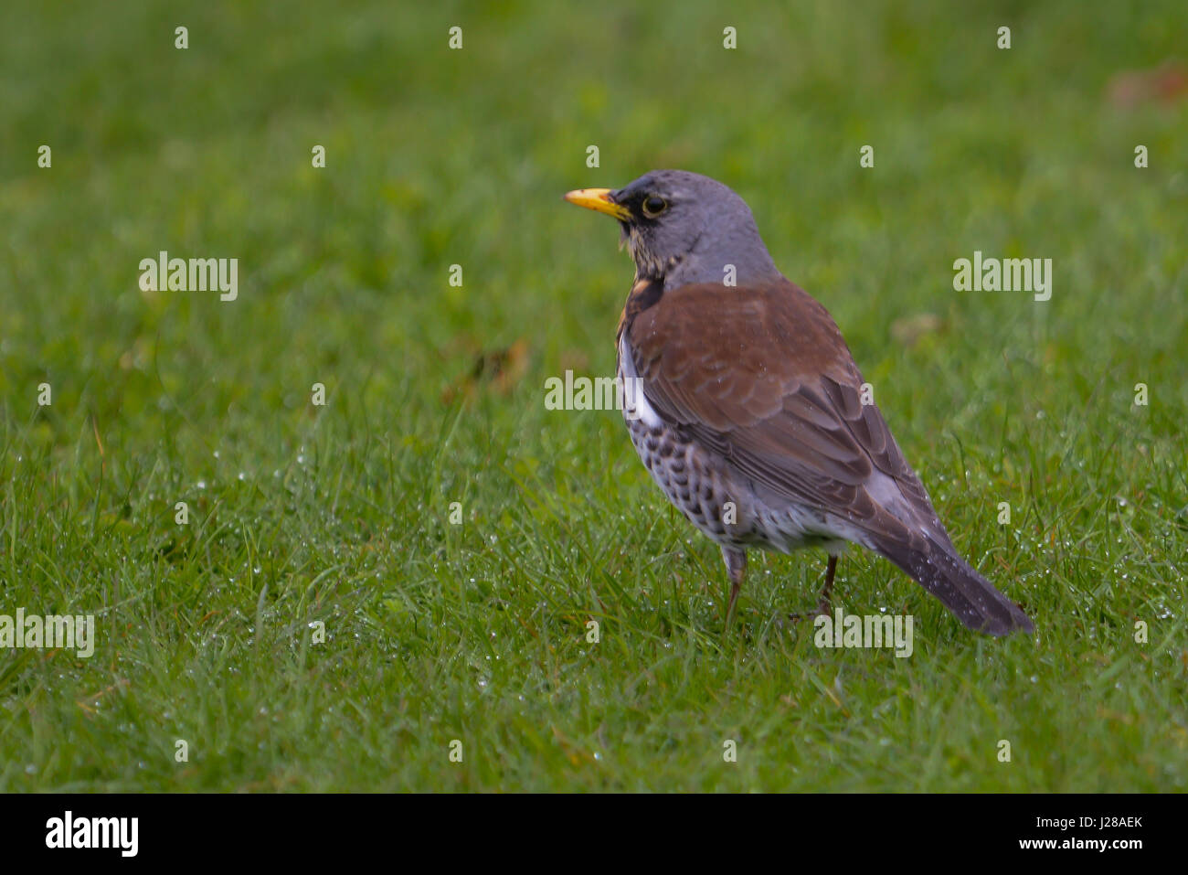 Fieldfare sitting on meadow Stock Photo - Alamy