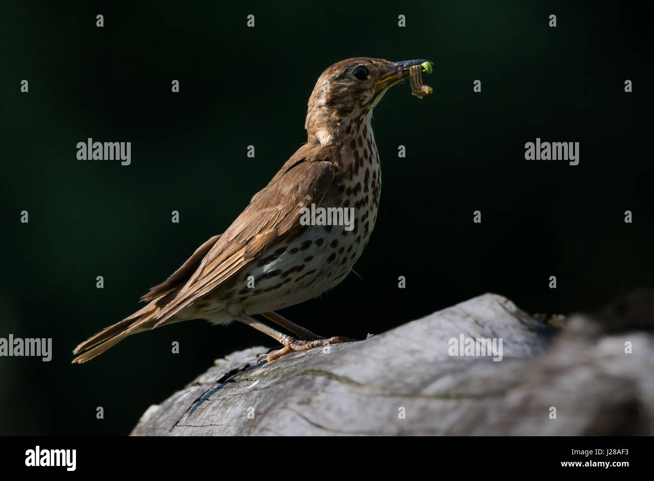 song Thrush with food in beak Stock Photo - Alamy