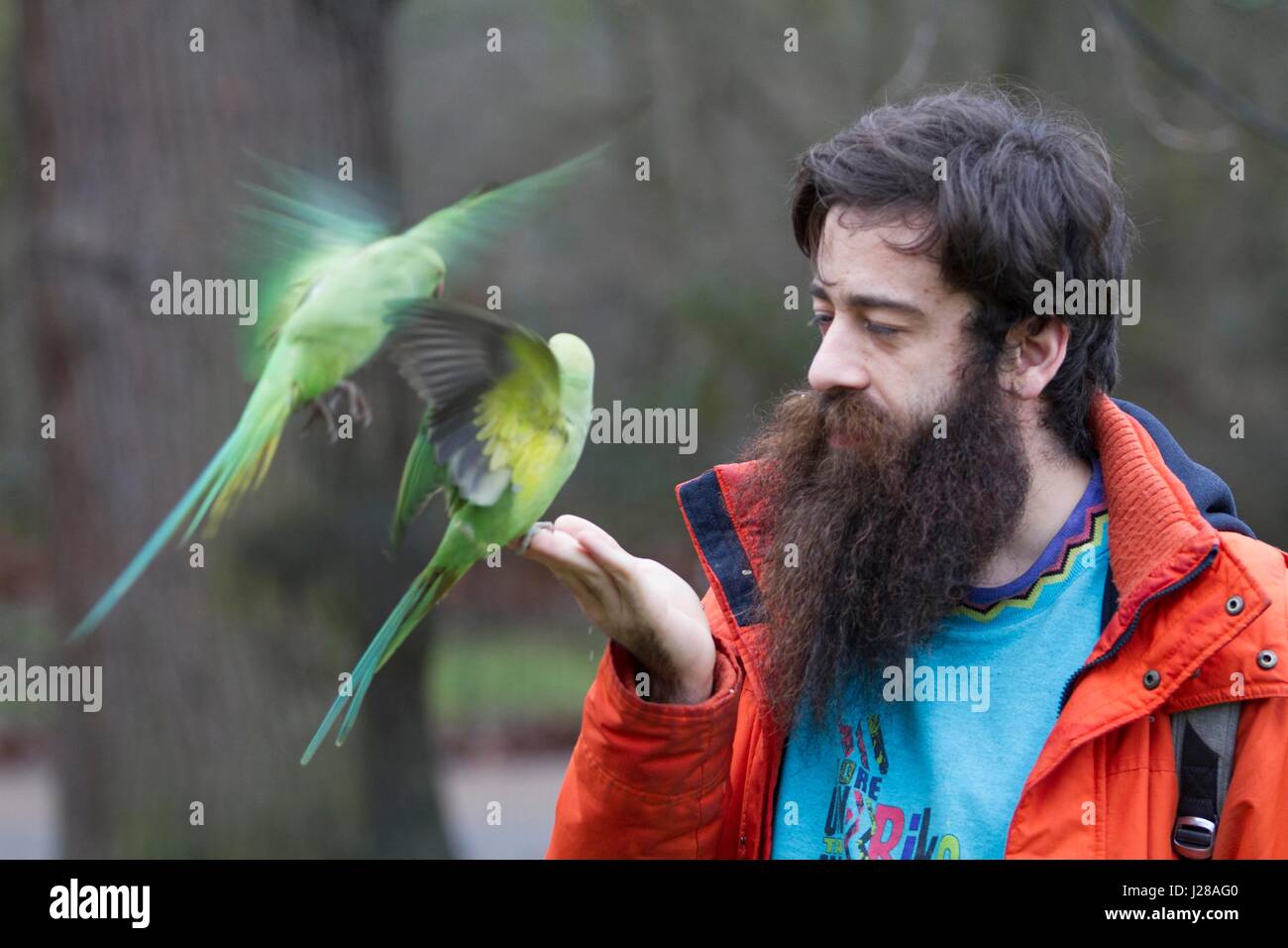 Parakeets and photographer Stock Photo - Alamy