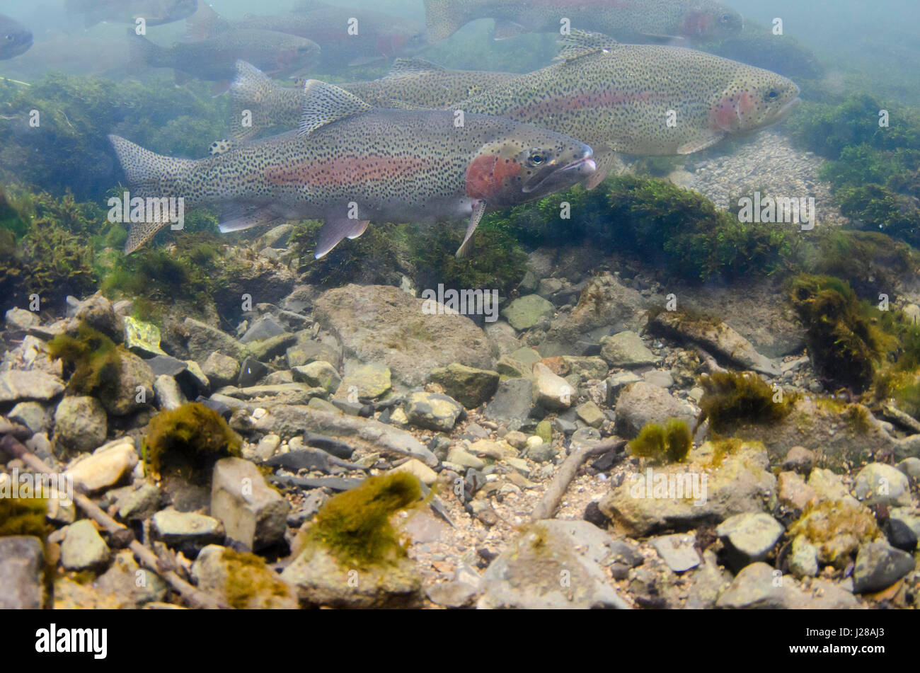 Rainbow trout river wye hi-res stock photography and images - Alamy