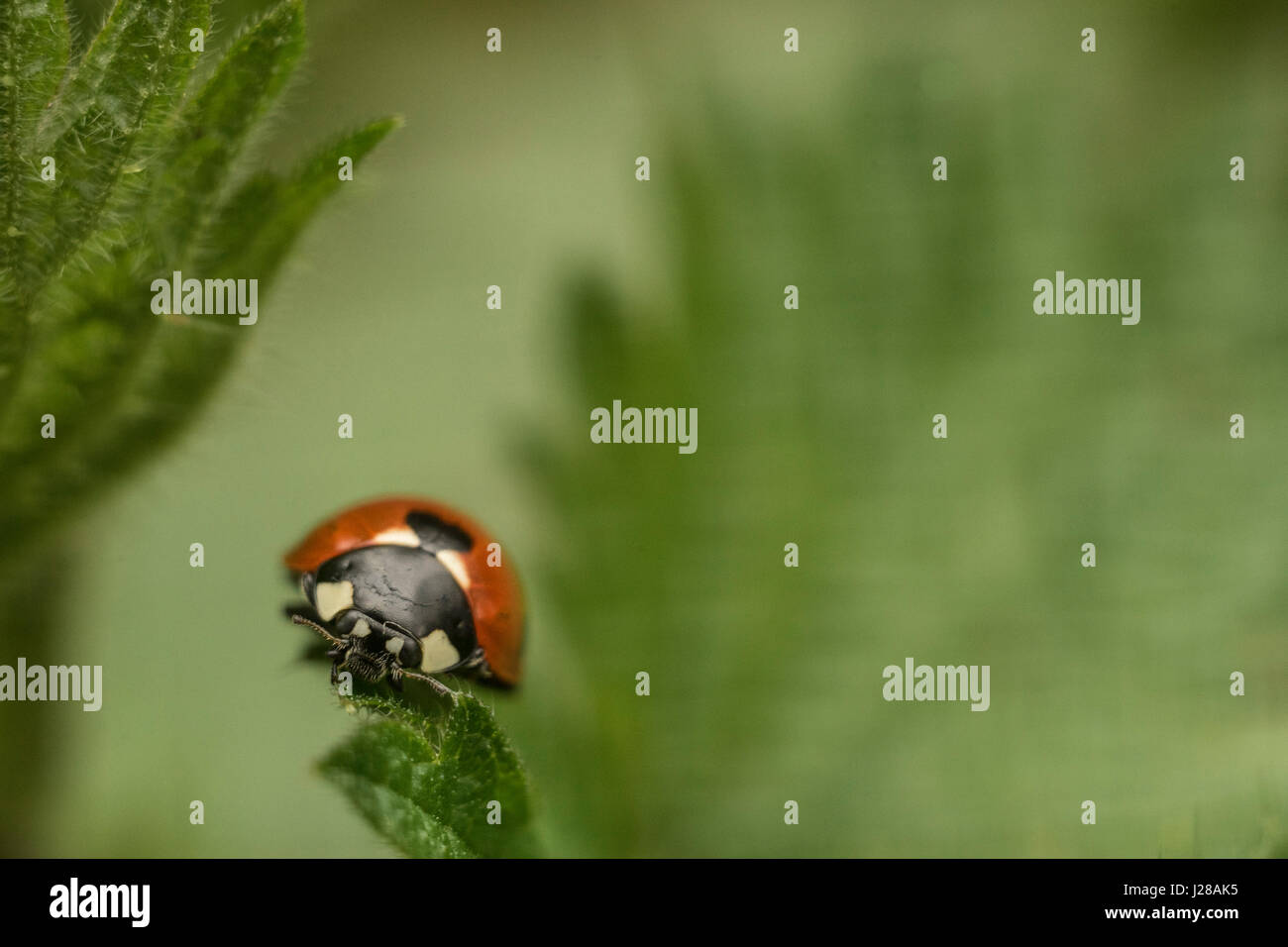 Mother ladybird hi-res stock photography and images - Alamy