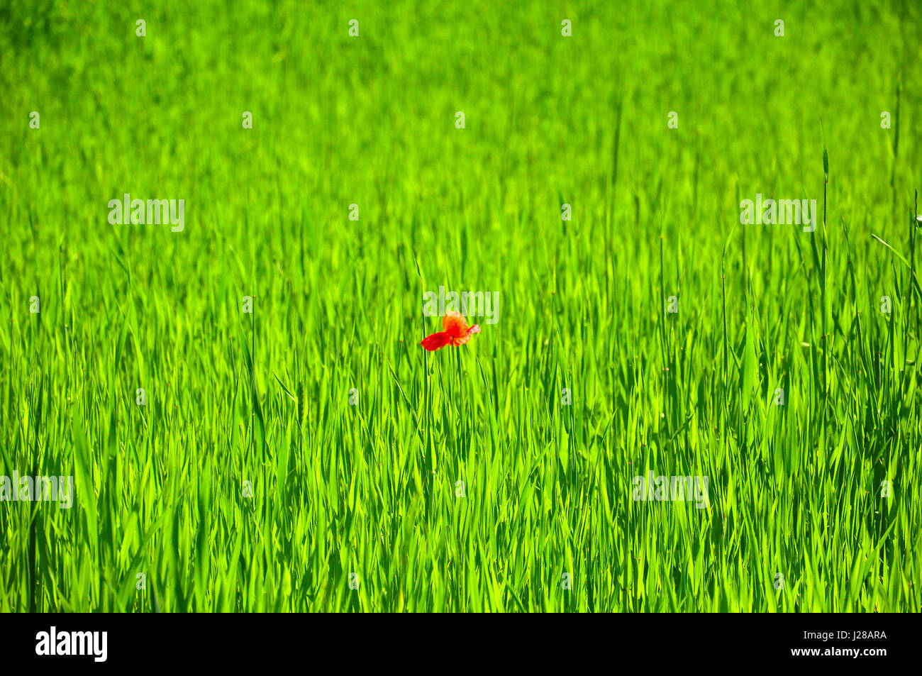 Lonely flower on the field of grass Stock Photo - Alamy