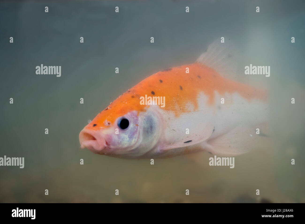 Koi tench hi-res stock photography and images - Alamy