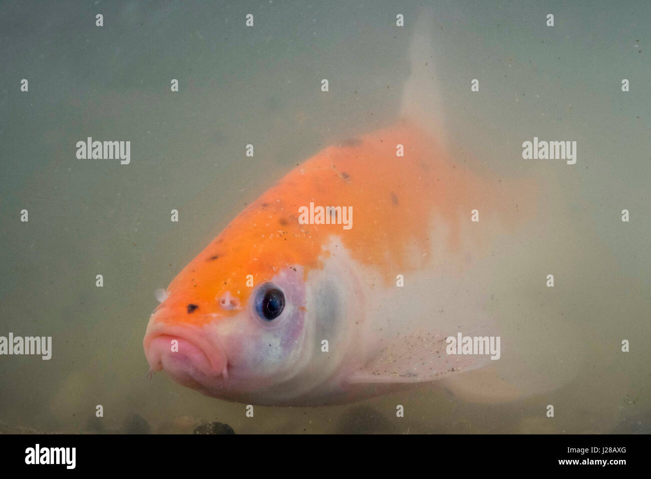 Koi tench hi-res stock photography and images - Alamy