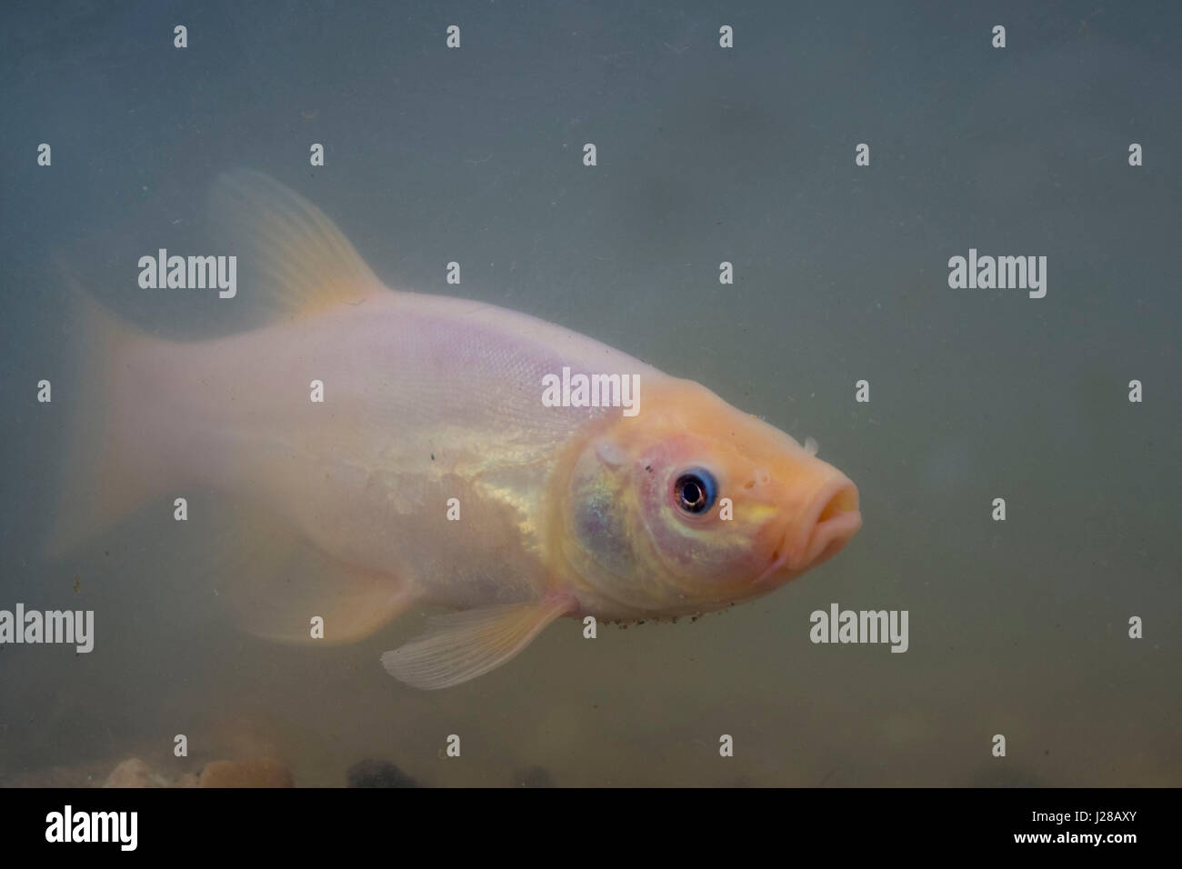 Koi tench hi-res stock photography and images - Alamy