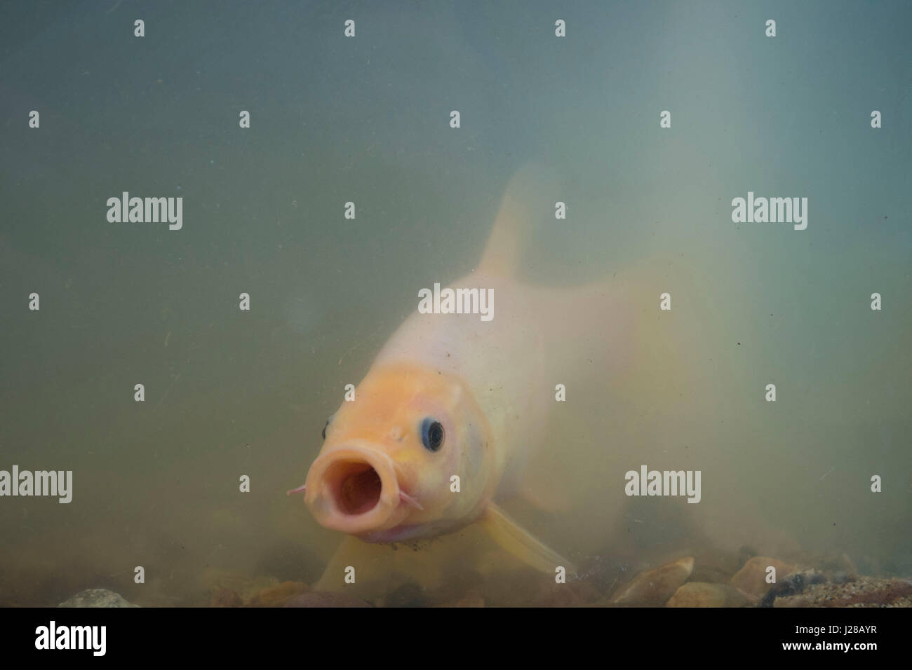 Koi tench hi-res stock photography and images - Alamy