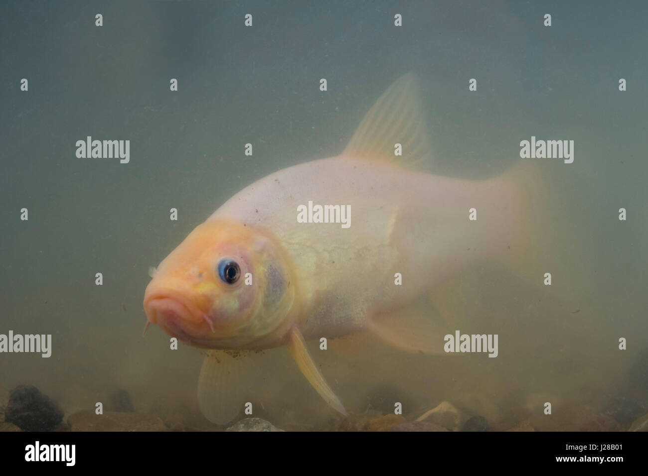 Koi tench hi-res stock photography and images - Alamy