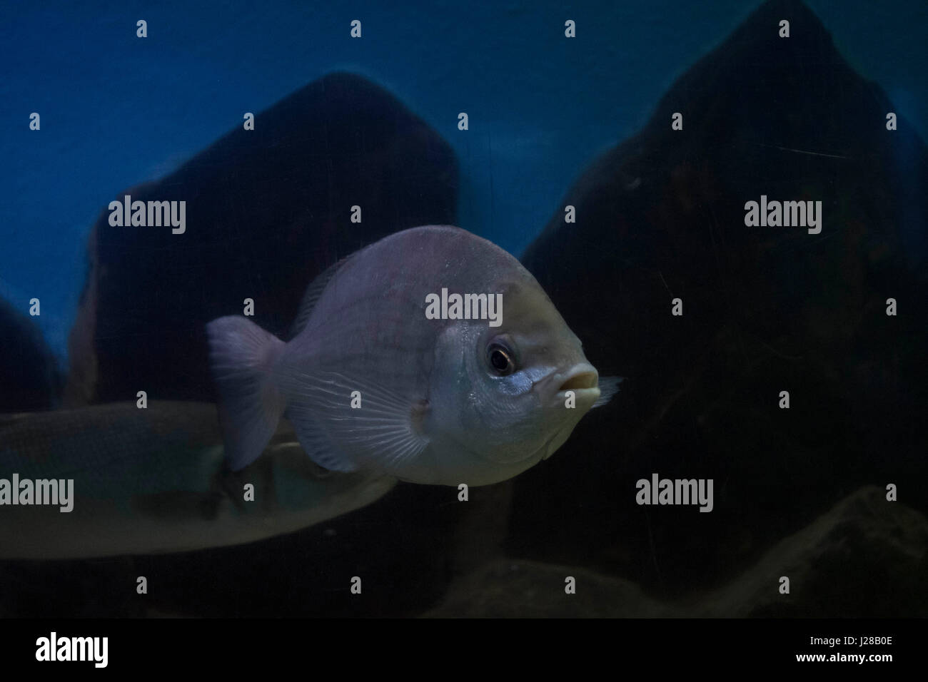 Black Bream High Resolution Stock Photography and Images - Alamy