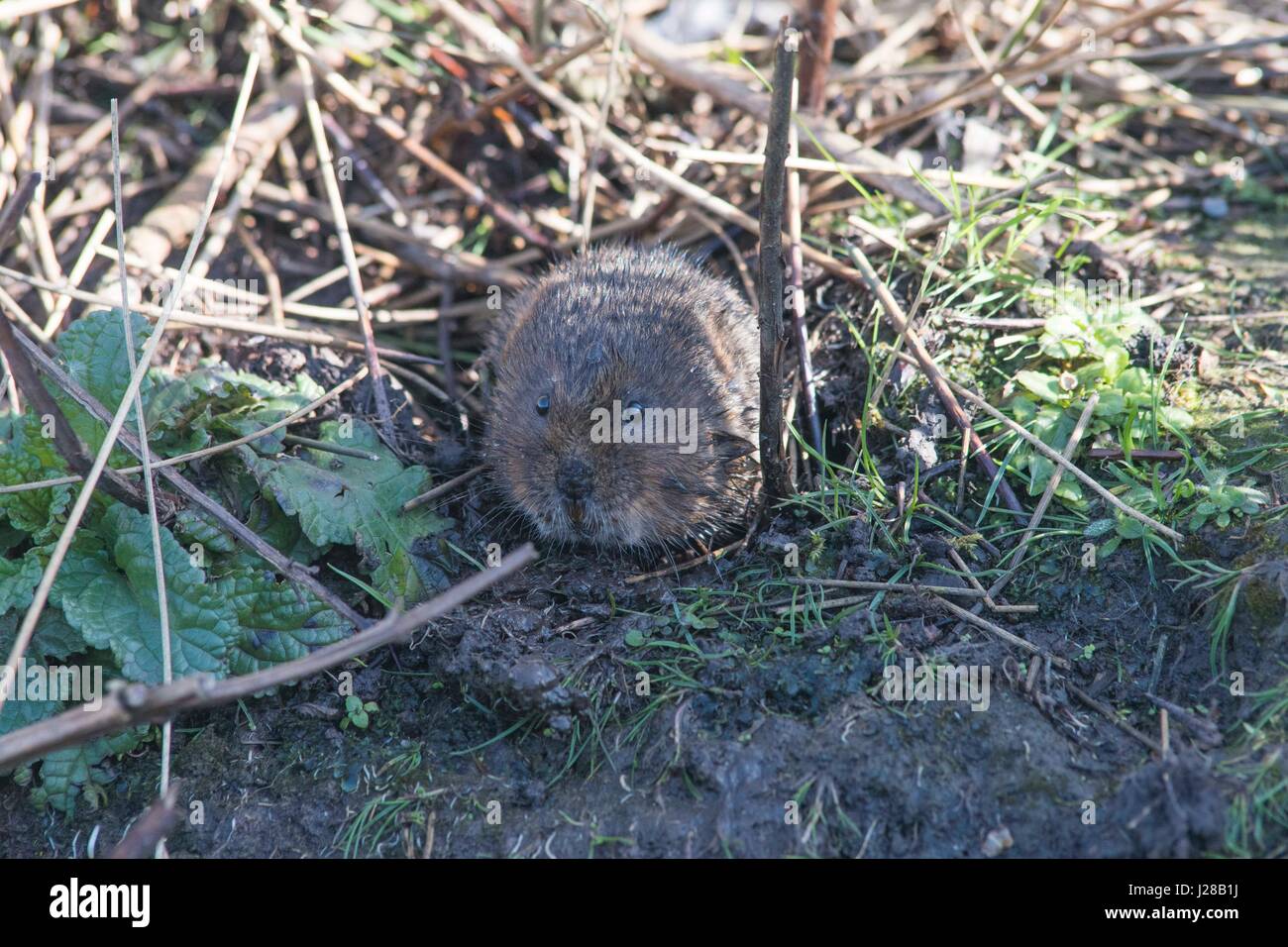 Water vole eating burrow hi-res stock photography and images - Alamy