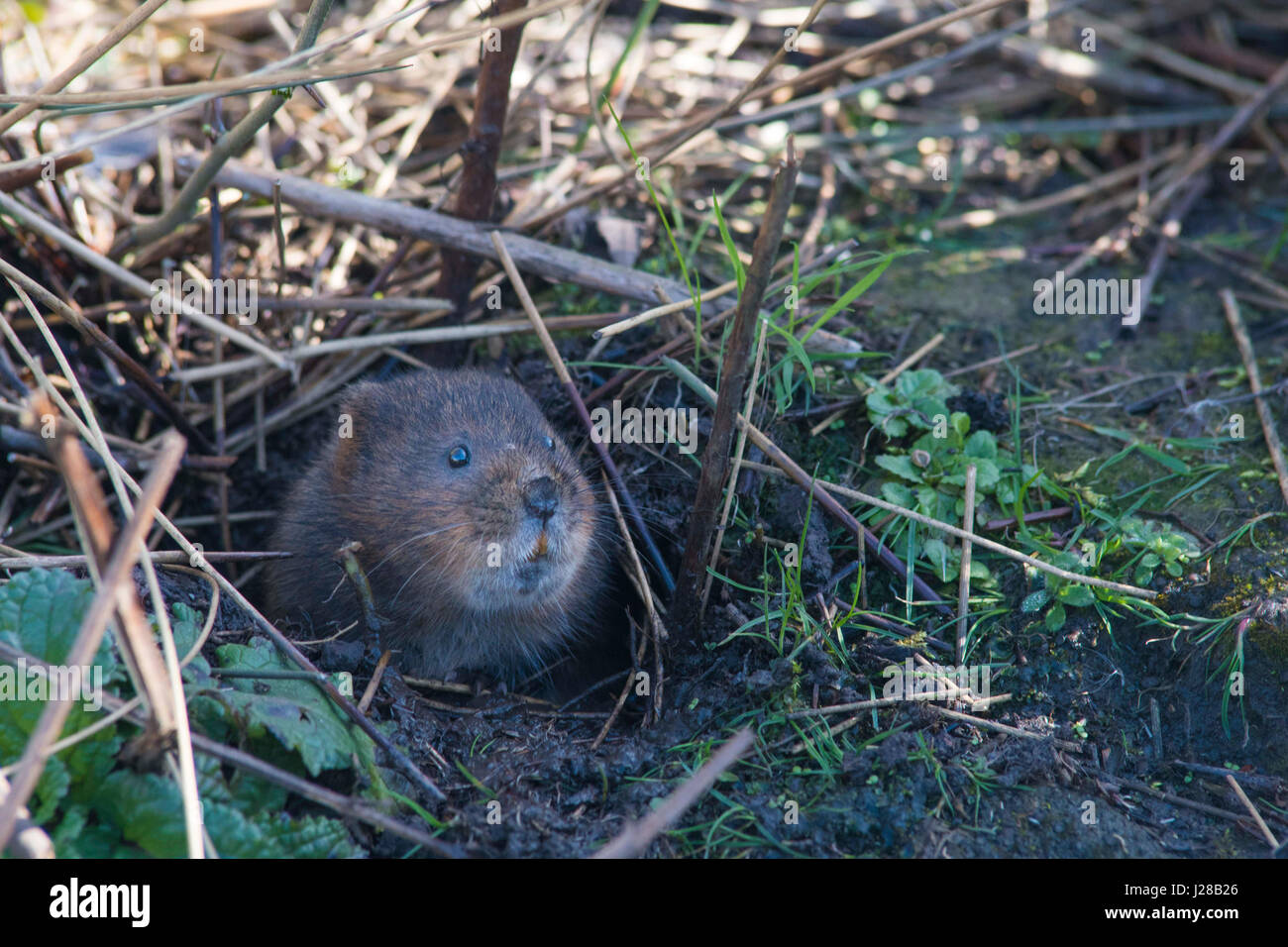 Water vole eating burrow hi-res stock photography and images - Alamy