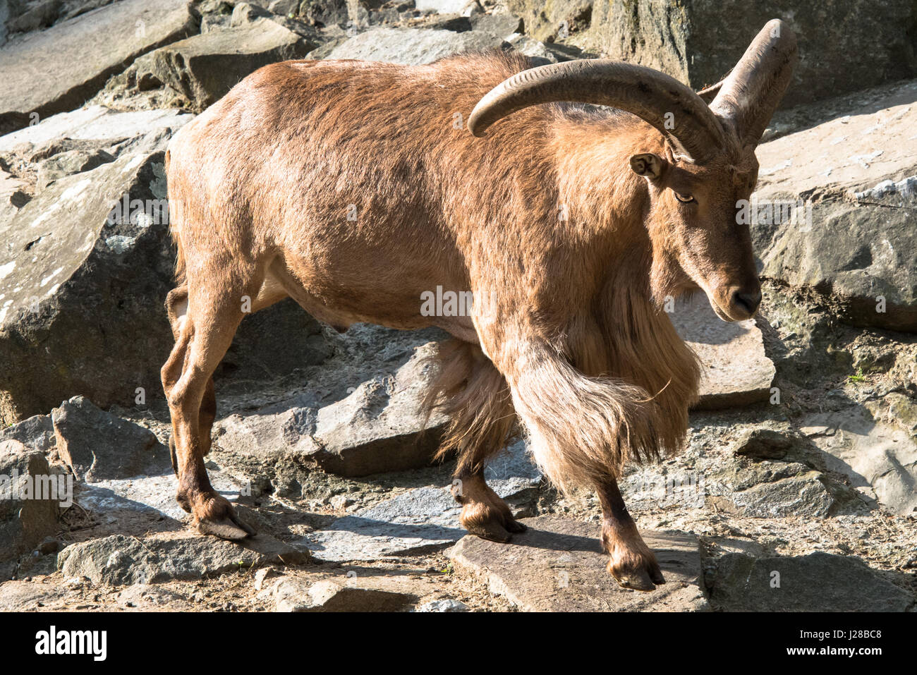 Sheep with big hair hi-res stock photography and images - Alamy