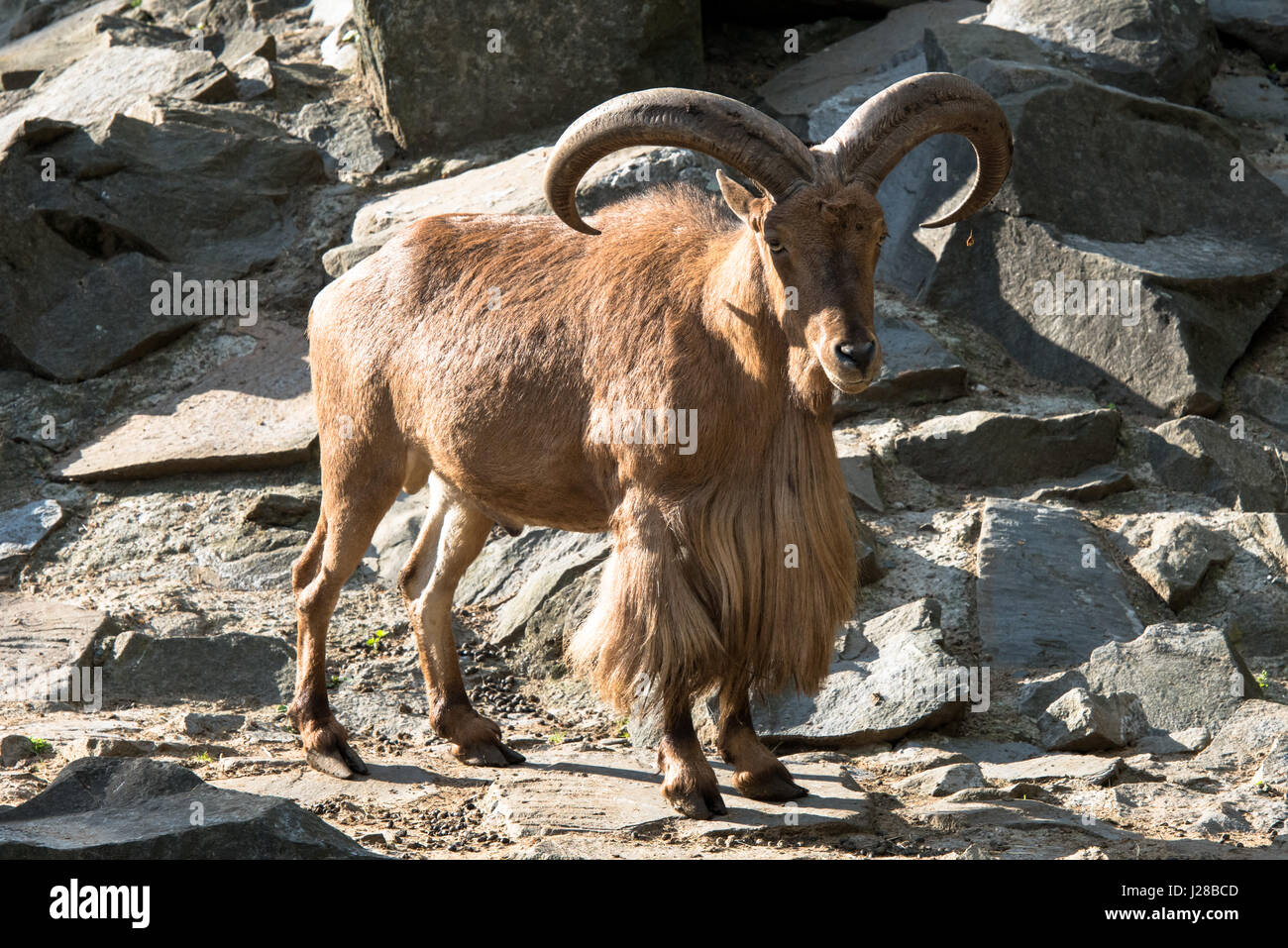 Sheep with big hair hi-res stock photography and images - Alamy