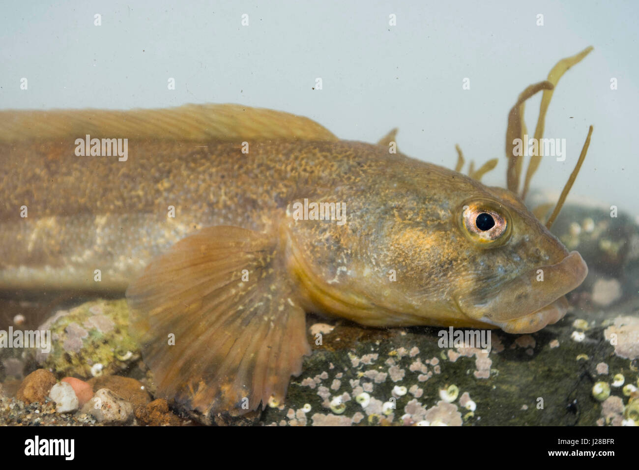 Eelpout fish hi-res stock photography and images - Alamy