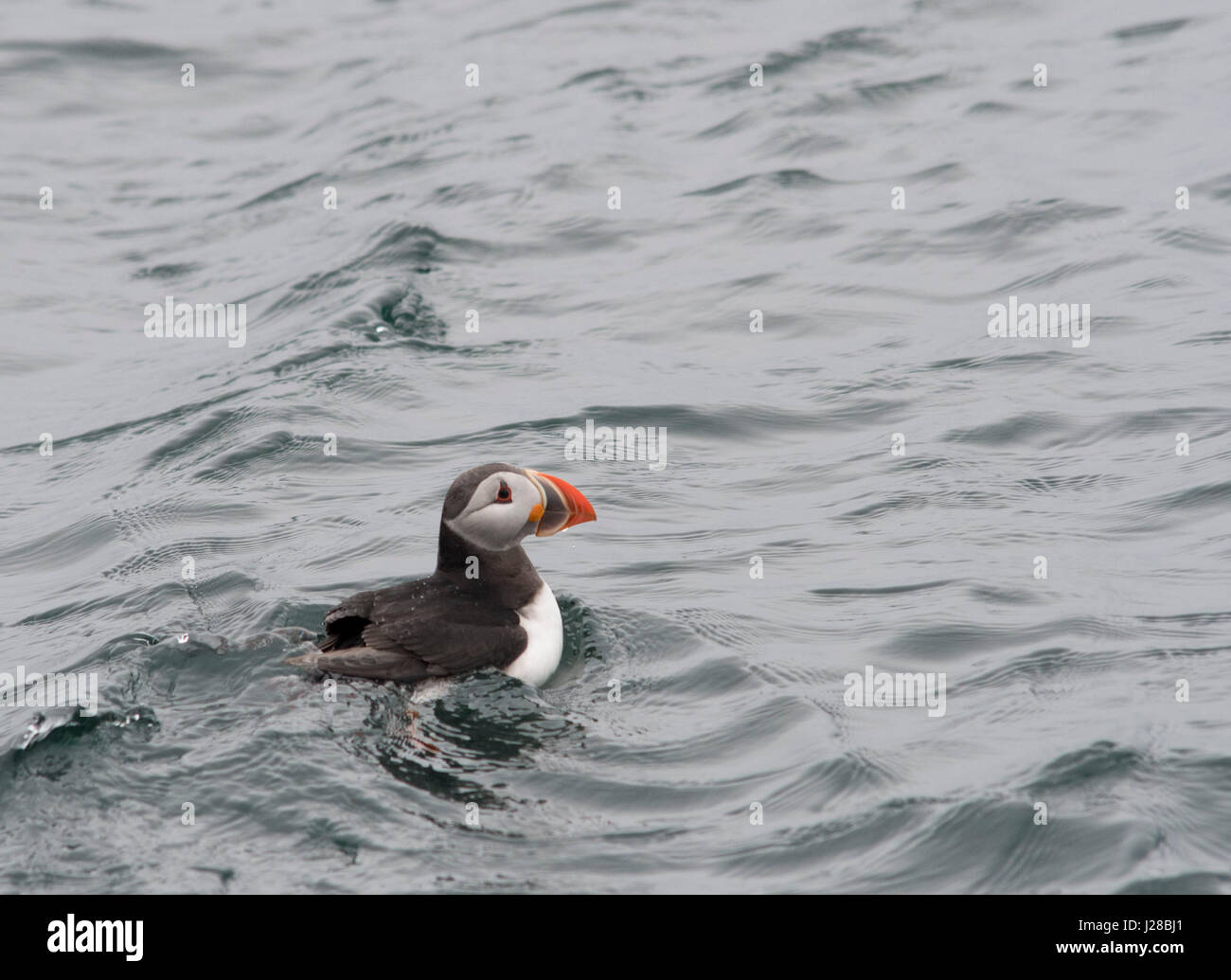 puffin on the water Stock Photo - Alamy