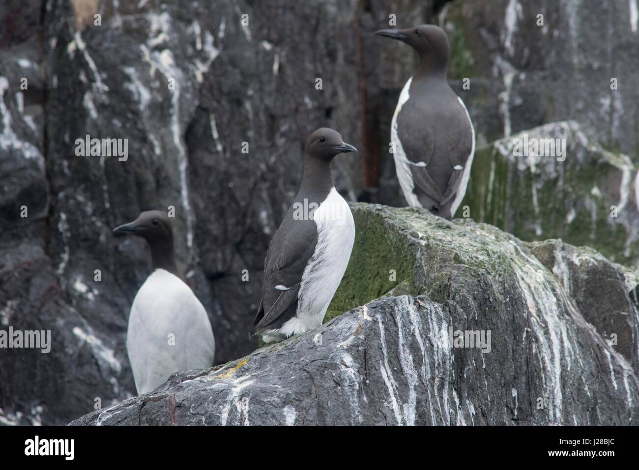 Sea bird colony Stock Photo - Alamy