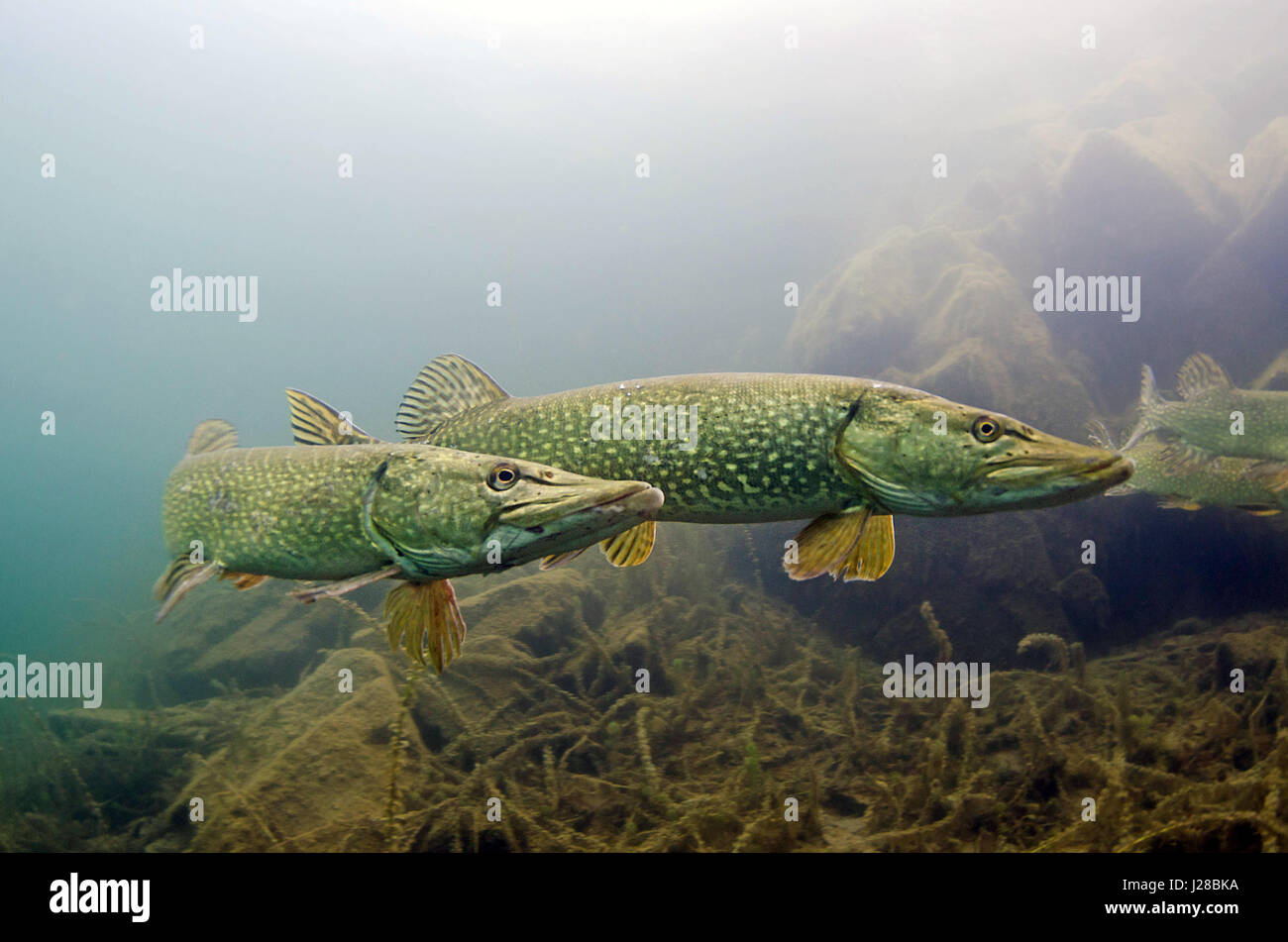 Pair of spawning pike Stock Photo - Alamy