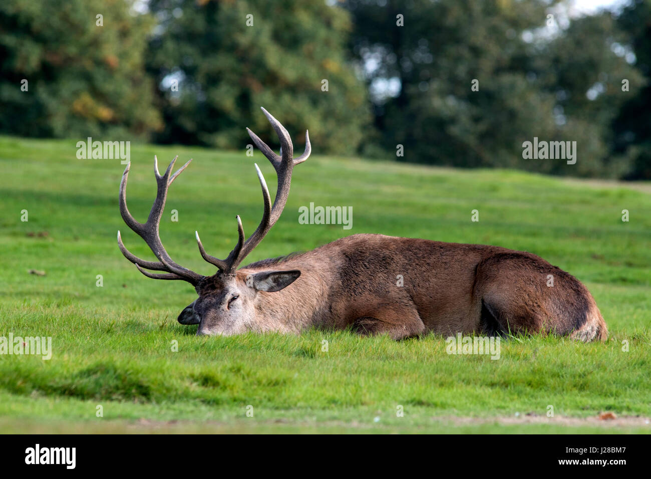Stag rollinging in the shade at wollaton park , nottingham to spread ...