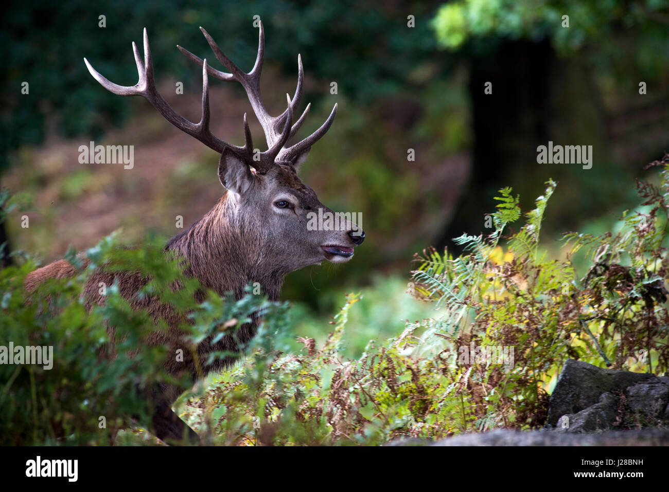 Red deer stag Stock Photo - Alamy