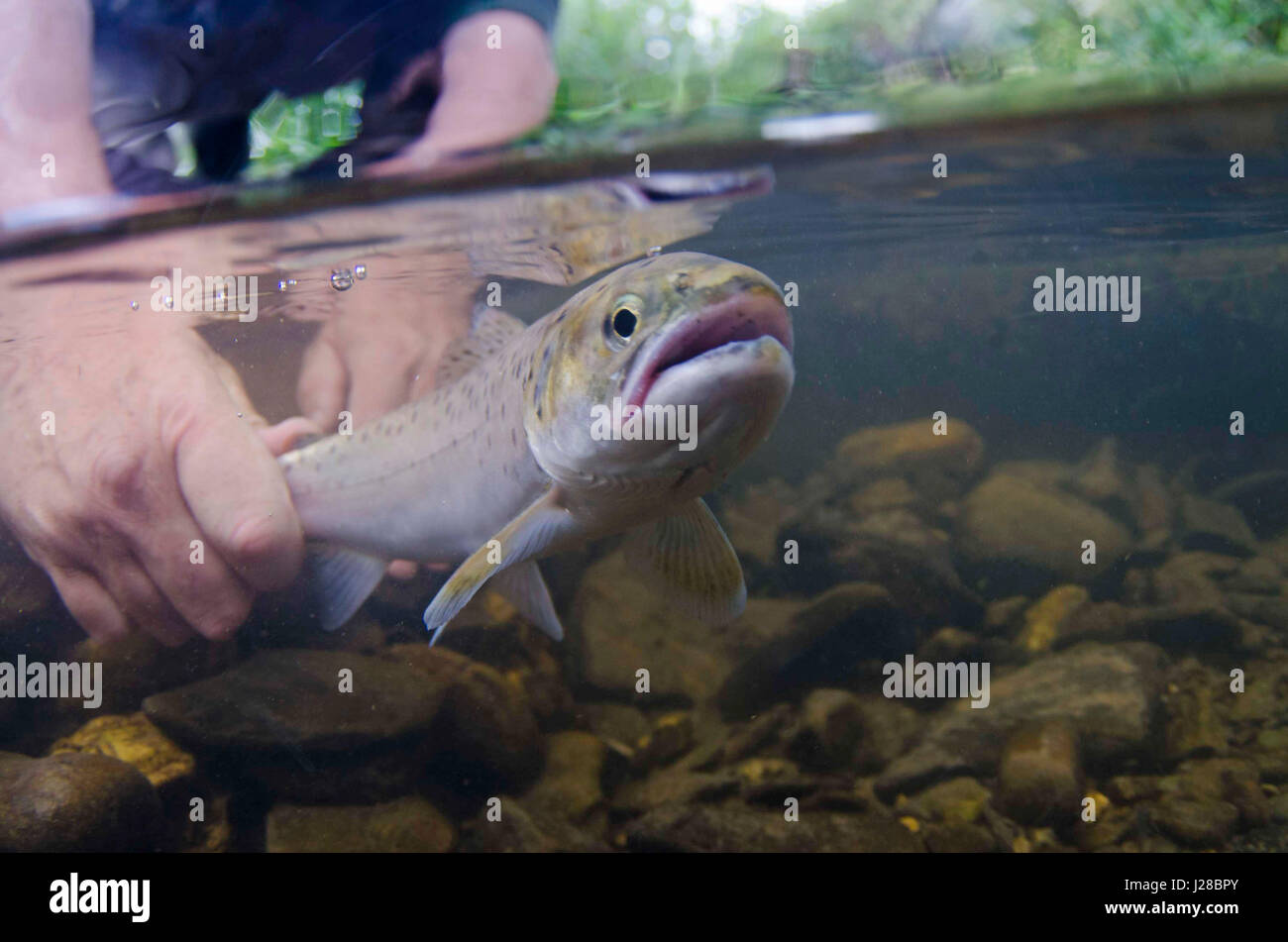 Welsh trout hi-res stock photography and images - Alamy