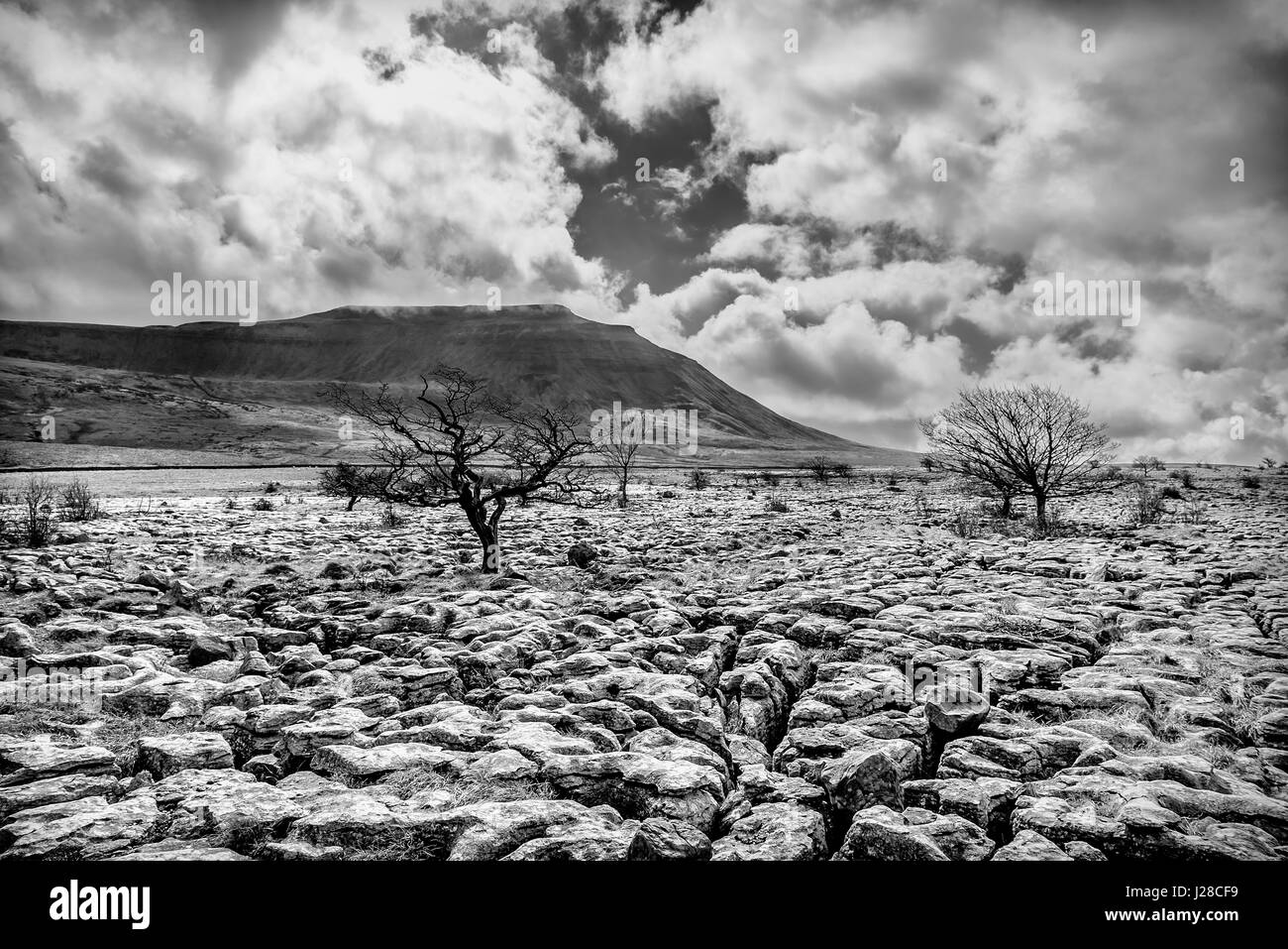 Limestone Pavement and Lone Hawthorn Tree at Twisleton Scar, near ...