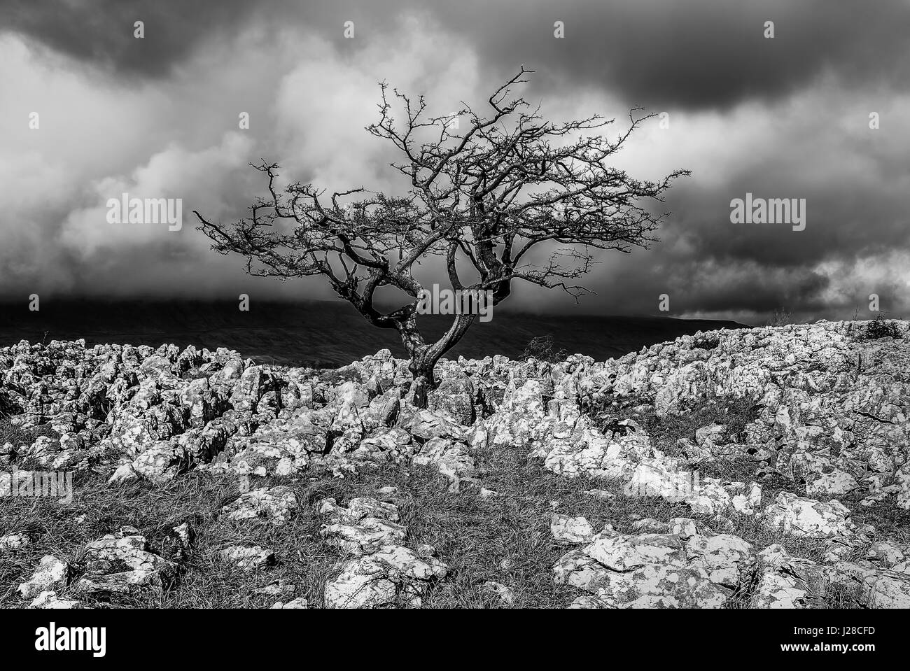 Limestone Pavement and Lone Hawthorn Tree at Twisleton Scar, near ...