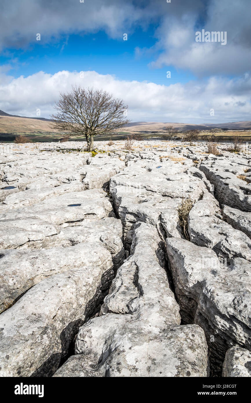 Limestone Pavement and Lone Hawthorn Tree at Twisleton Scar, near ...