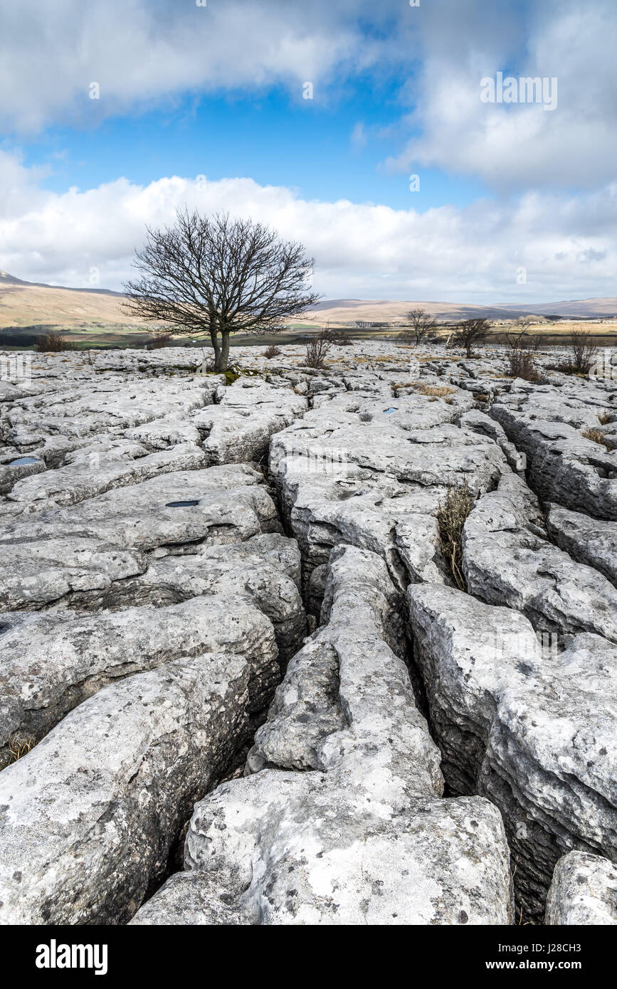 Scar tree hi-res stock photography and images - Alamy
