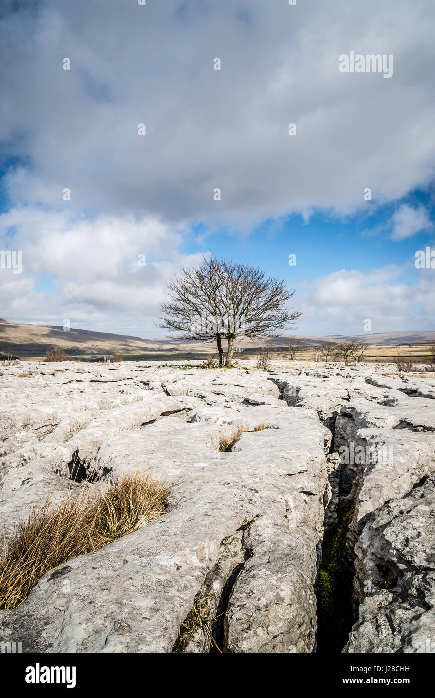 Limestone Pavement and Lone Hawthorn Tree at Twisleton Scar, near ...