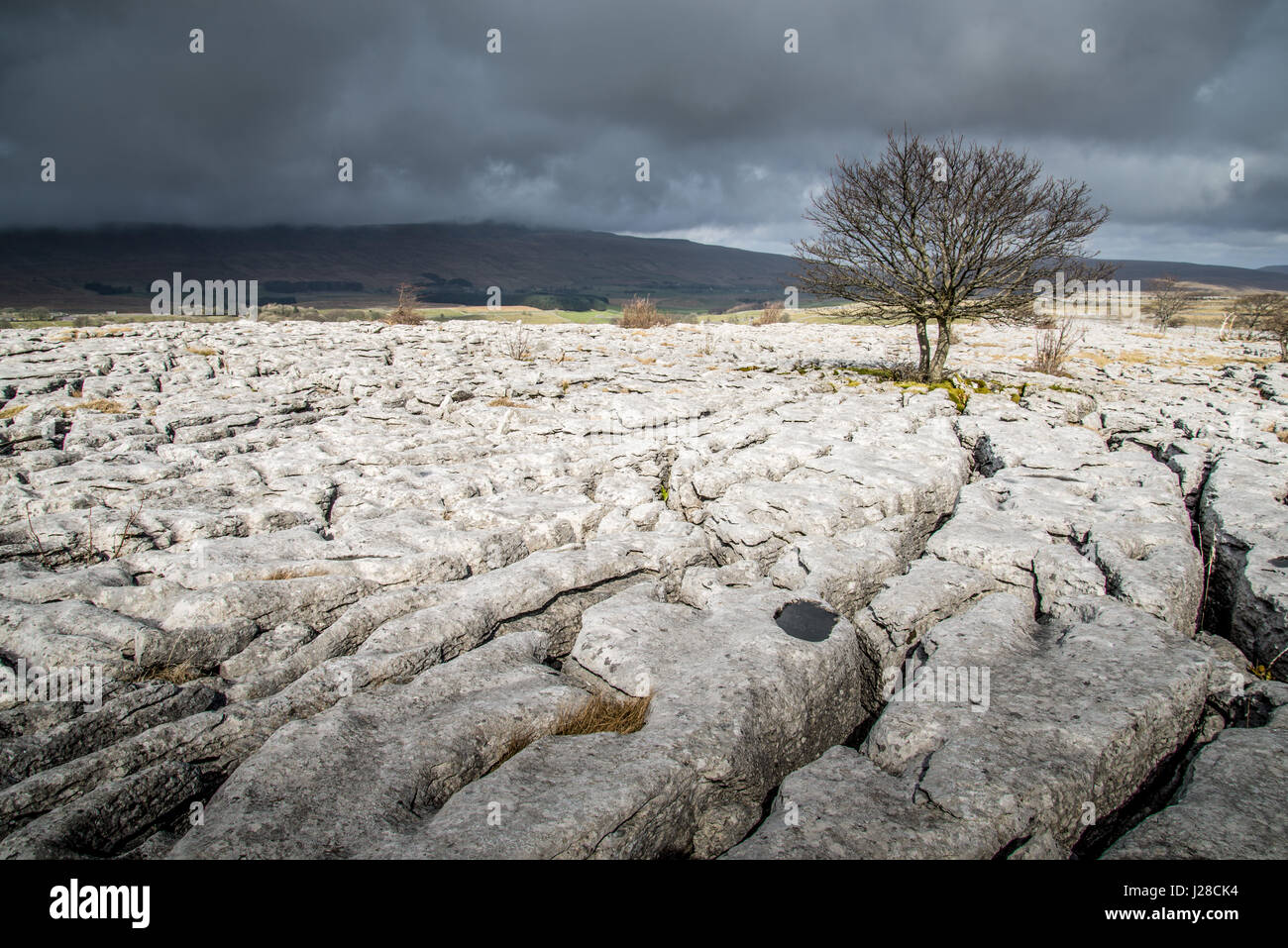 Limestone Pavement and Lone Hawthorn Tree at Twisleton Scar, near ...