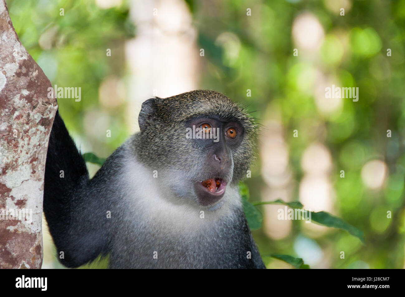Dark Grey Background Monkey