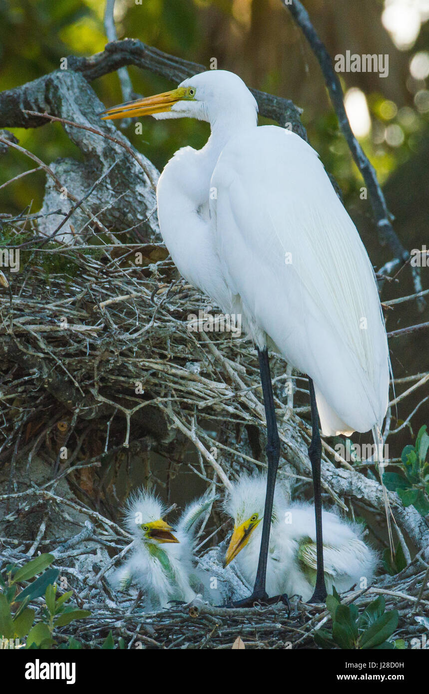 Great White Egret and Chicks Stock Photo - Alamy