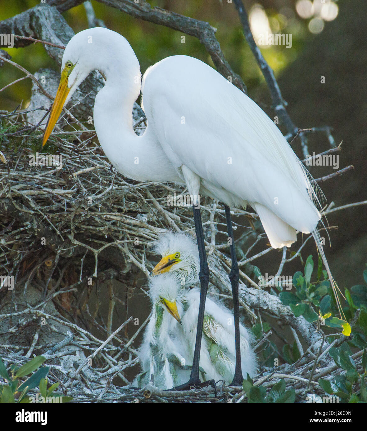 Great White Egret and Chicks Stock Photo - Alamy