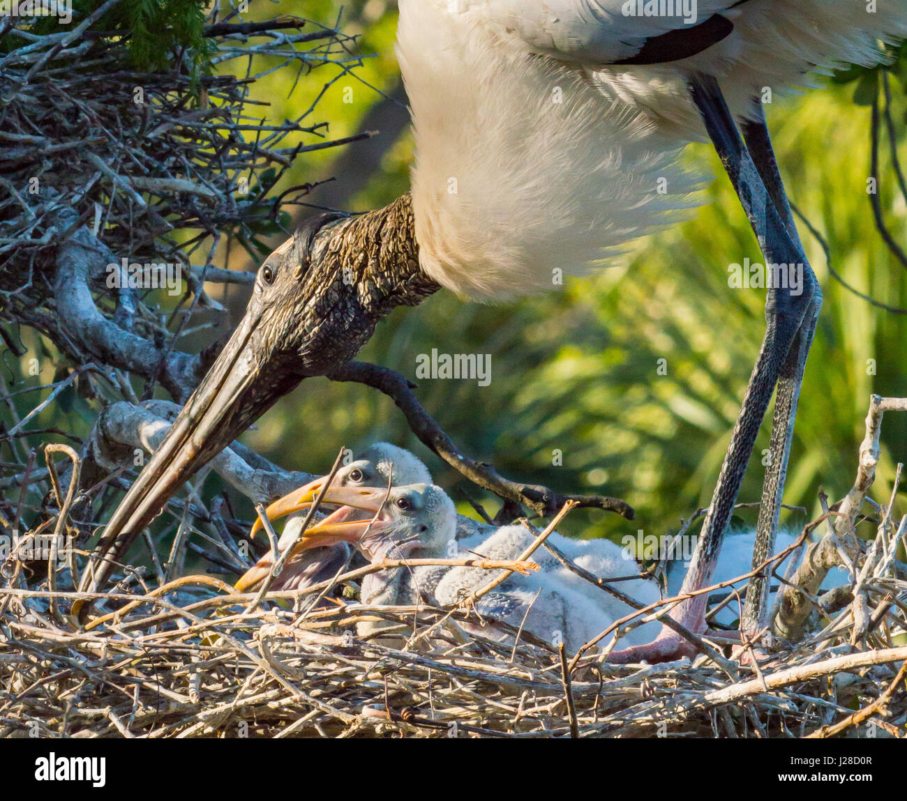 Wood Stork and Chicks Stock Photo - Alamy
