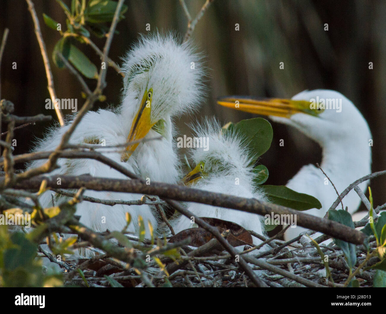Great White Egret and Chicks Stock Photo - Alamy